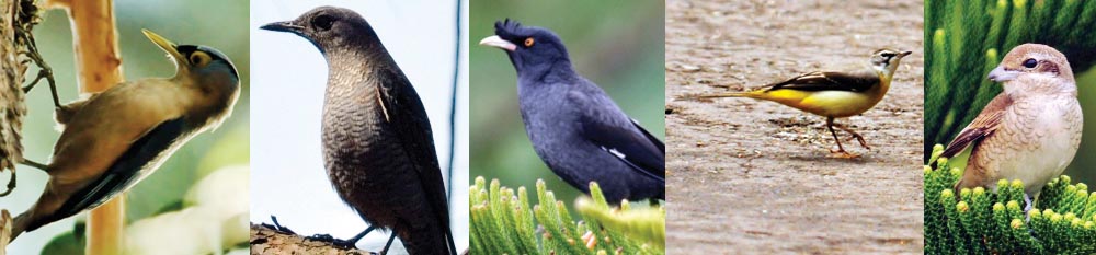 Northern Dispatch | The birds of Bakakeng, Baguio