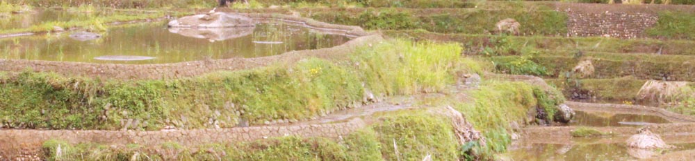 Northern Dispatch | Visiting the “resting” Kiangan rice terraces