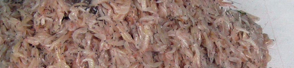 Northern Dispatch | Makan a la Pinoy: Buggúong