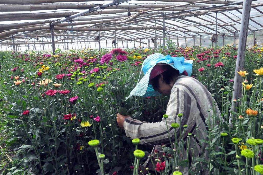 Cut Flower Production In The Philippines Pdf | Best Flower Site