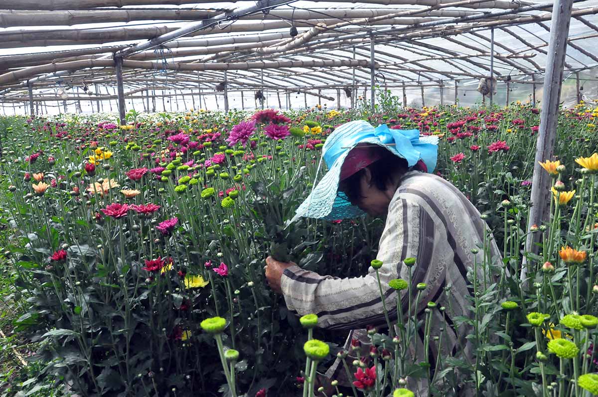Flower Production In The Philippines | Best Flower Site