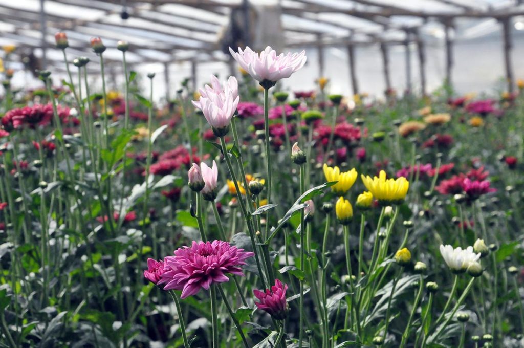 Northern Dispatch | ECQ brings sad blooms to Benguet flower industry