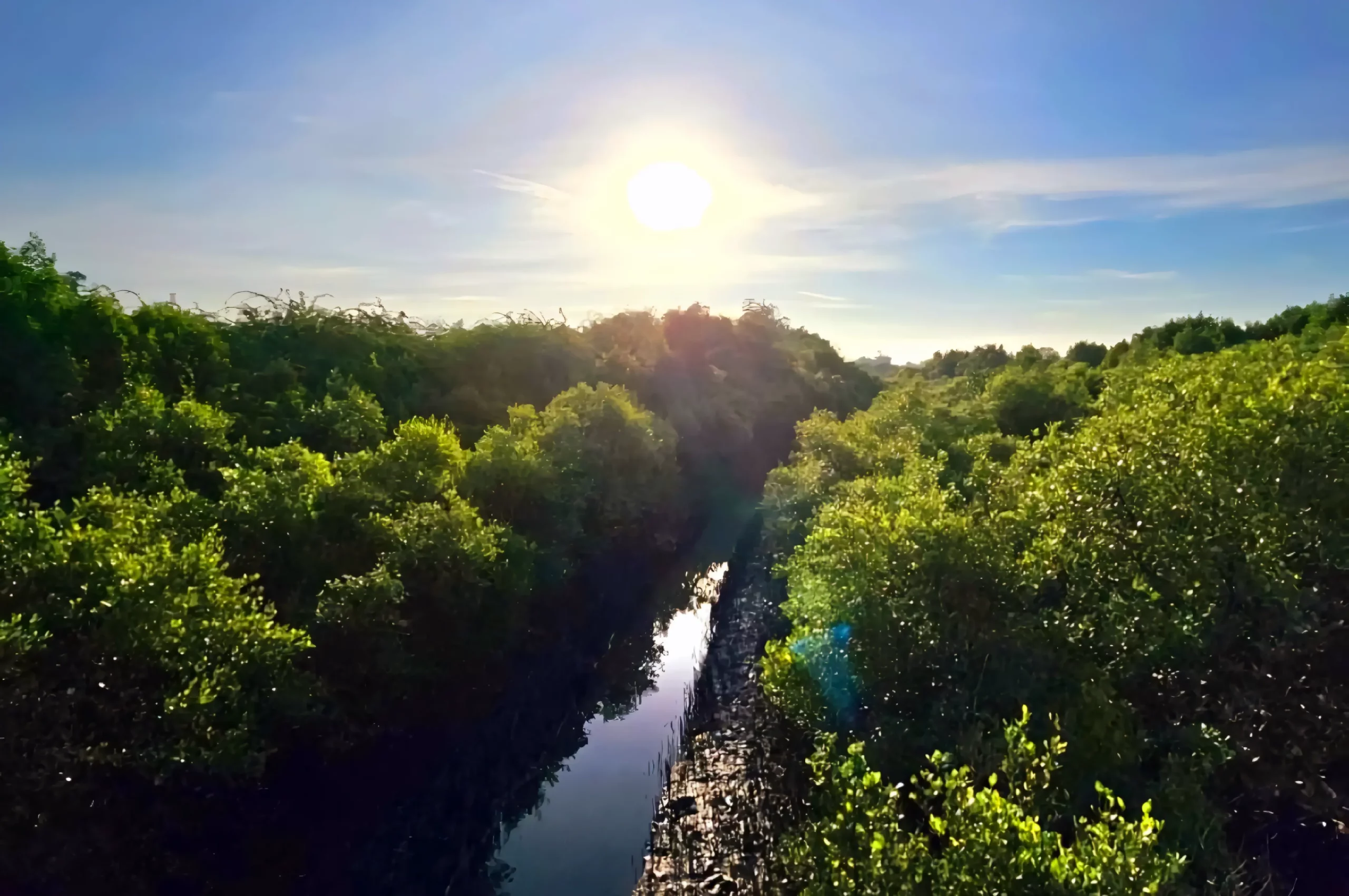 Northern Dispatch | Mangrove reforestation leads Bauang’s climate ...