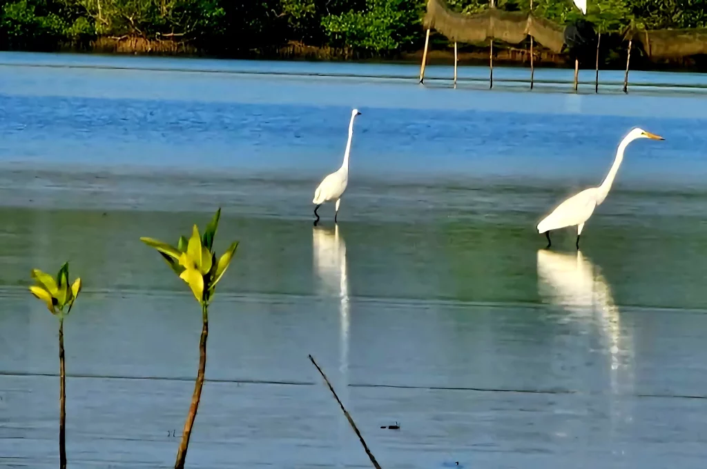 Northern Dispatch | Mangrove reforestation leads Bauang’s climate ...